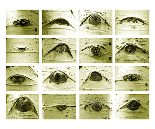 Hyperborean Vibrations: The Eye Project