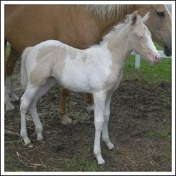 TDS SportHorse "Prospects": Heiress to Gold '08 Tobiano Cremello Paint ...