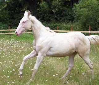 TDS SportHorse "Prospects": Heiress to Gold '08 Tobiano Cremello Paint ...