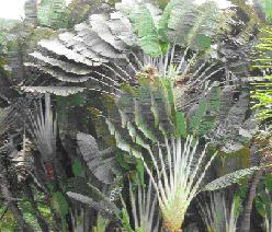 IEGAMAR Expedicion Botánica Siglo XXI: PLANTA ORNAMENTAL PLATANILLO