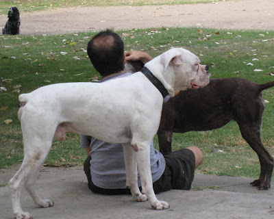 Buenos Aires Boxers: Blanco Boxers
