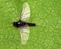 Cast-On-The-Fly: Tricos (Tricorythodes) Mayfiles