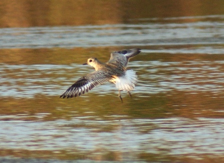 Aves Playeras de El Salvador