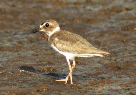 Aves Playeras de El Salvador: Playa Toluca, redescubriendo un sitio ...