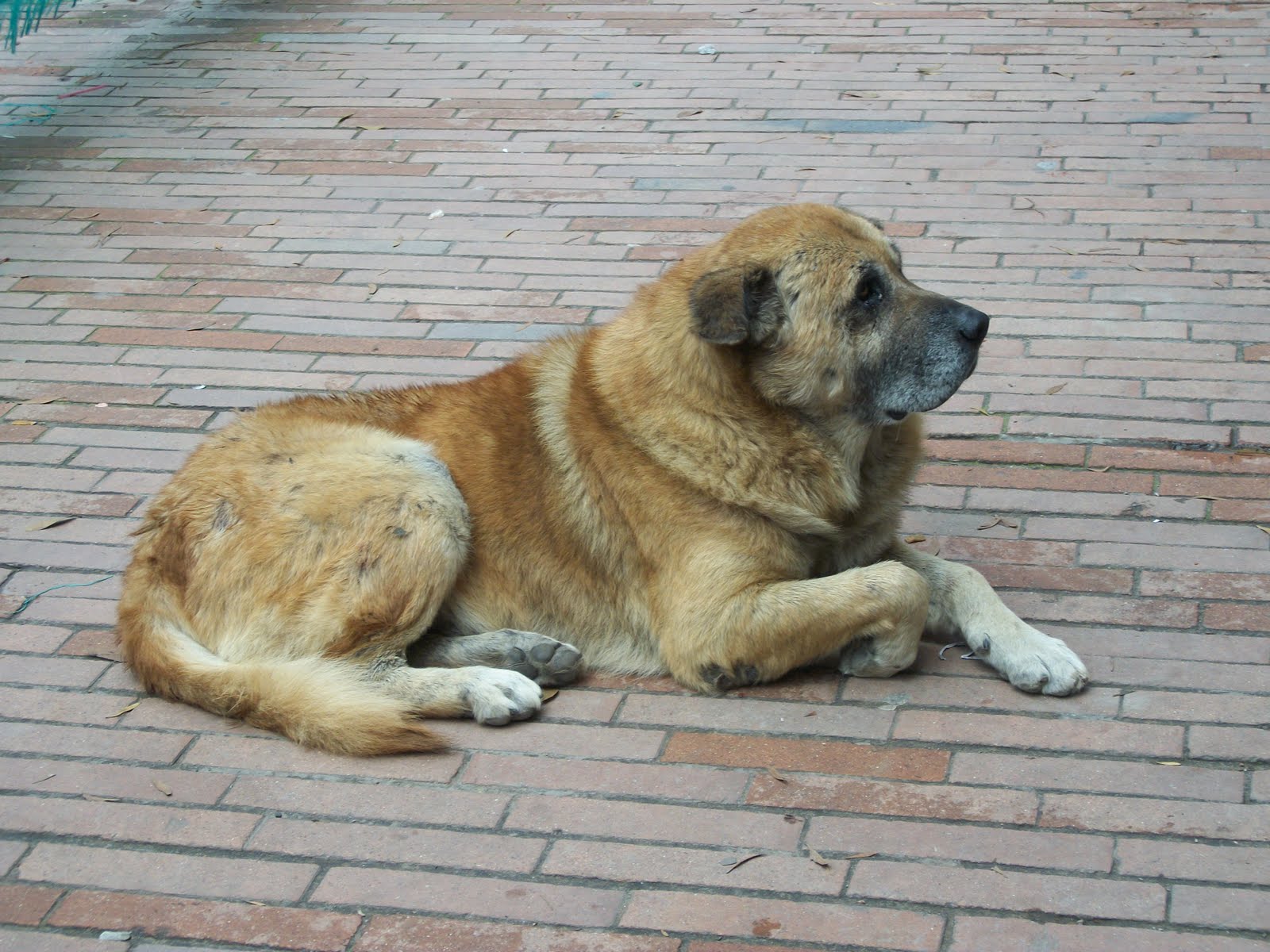 Bogotá en Bogotá: 2010