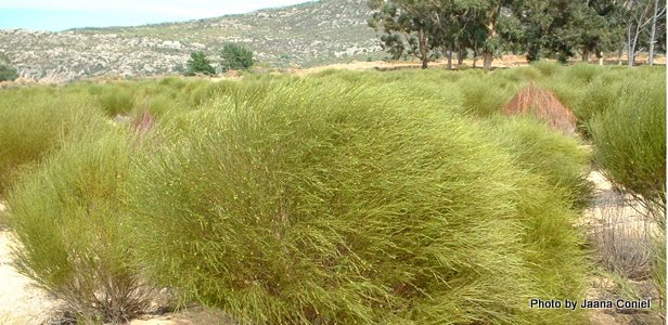 Your Second Spring: ROOIBOS TEA