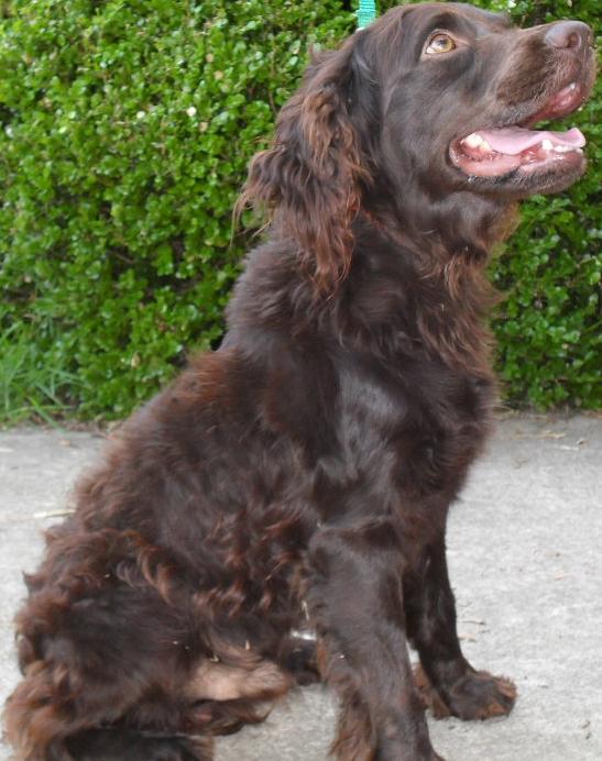 Smith Boykins, Quality Boykin Spaniel Puppies