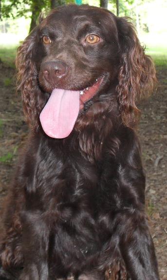 Smith Boykins, Quality Boykin Spaniel Puppies