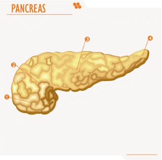 Sistema EndoCrino