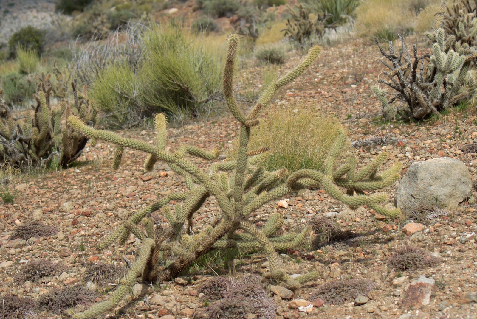 Daren Sefcik: Jacumba Mountains