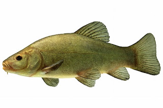 no kill power: Recette d'amorce gros poissons: tanche, brème, carpe