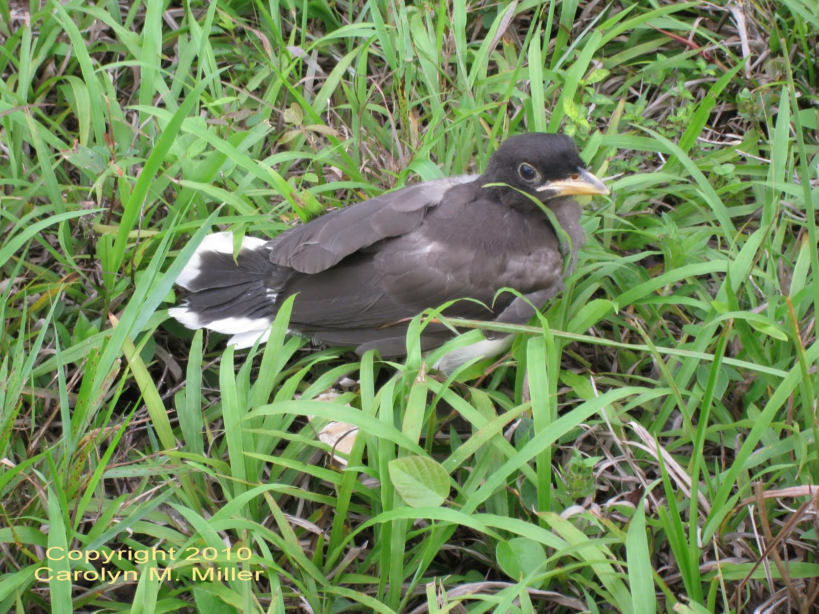 Belize Field Notes: A baby Piam-piam