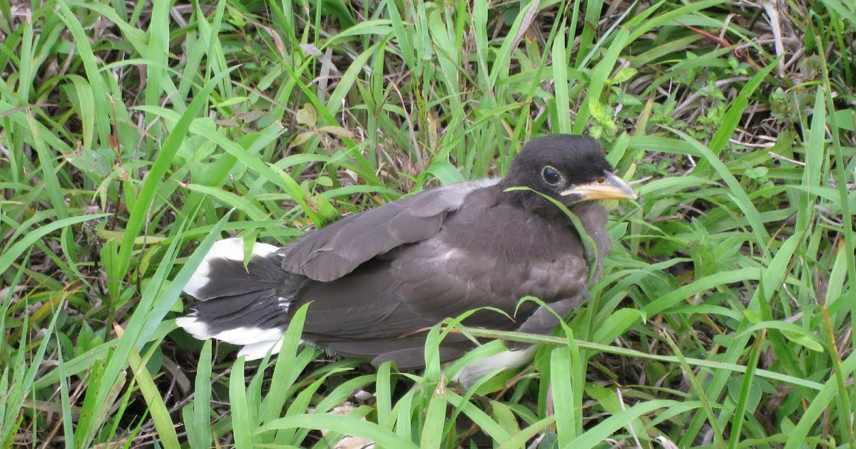 Belize Field Notes: A baby Piam-piam