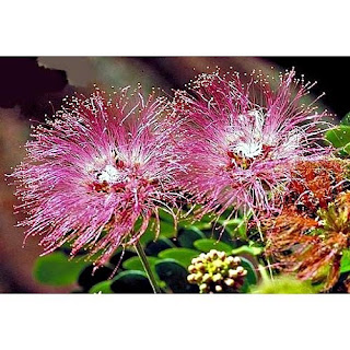 GardenSeed: Monkey Pod / Rain Tree / Samanea saman