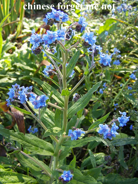 GardenSeed: Chinese Forget Me Not