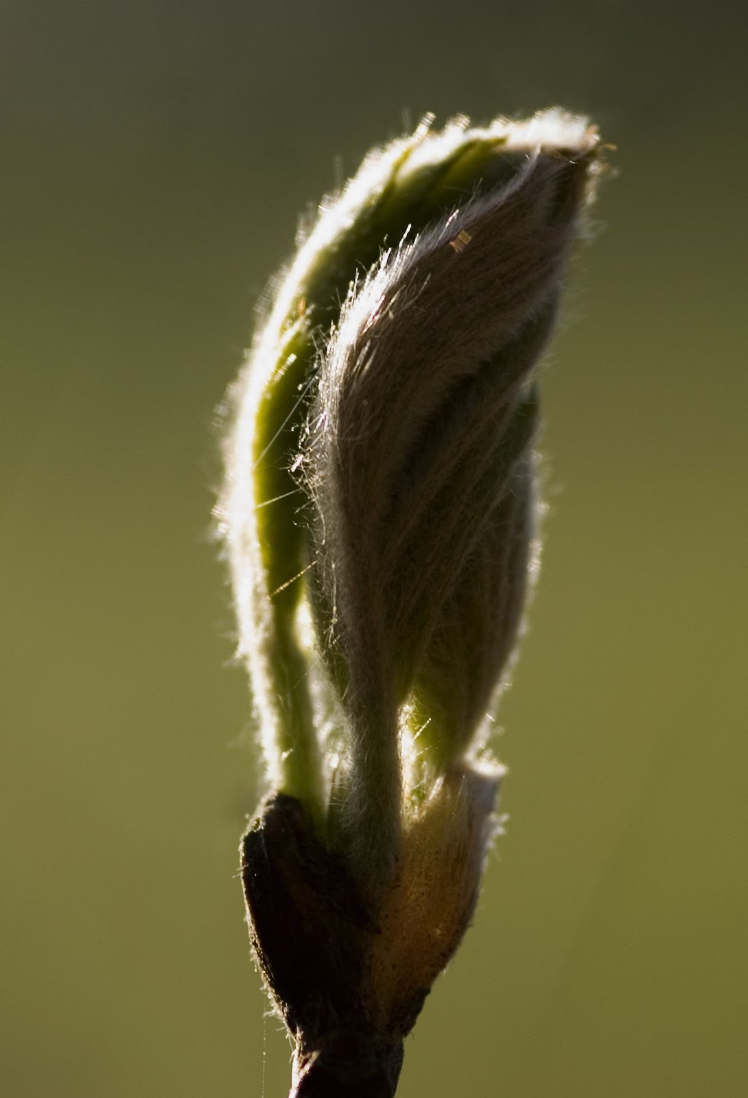 unique creations, beautiful creation, nature conservation, divine ...