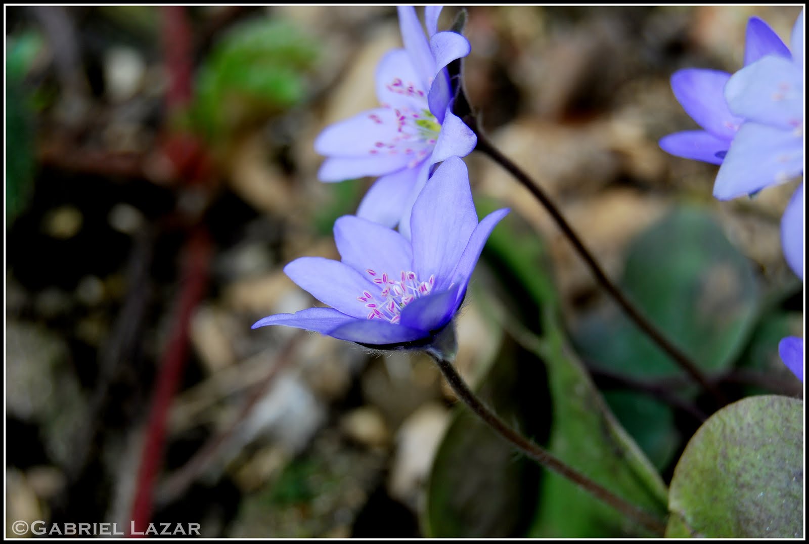 Gabriel Lazar Photography: Florile Primăverii: Viorele