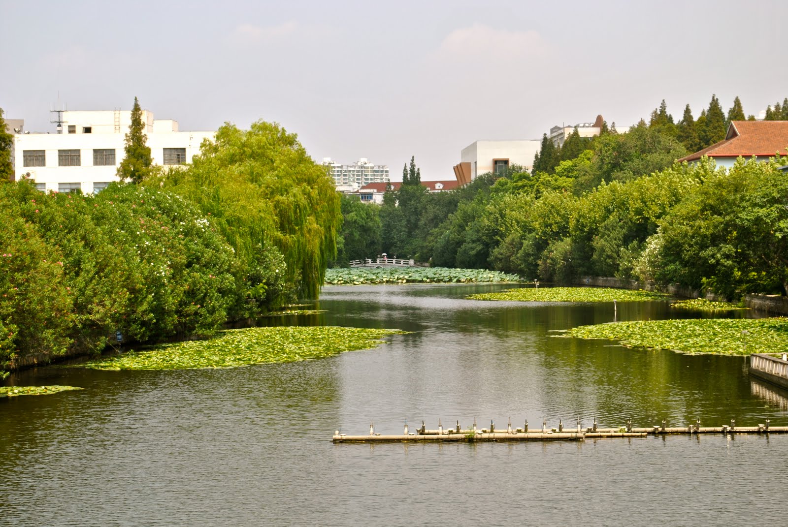 Shanghai Shenanigans: Someone will be hit by a car, bus, moped, bicycle ...