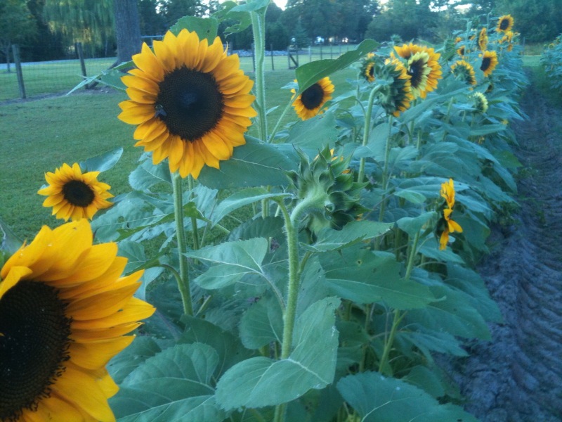 Back Bay Botanicals: Sunflowers - Early Bloomers
