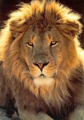 Aslan Hakkında Bilgi