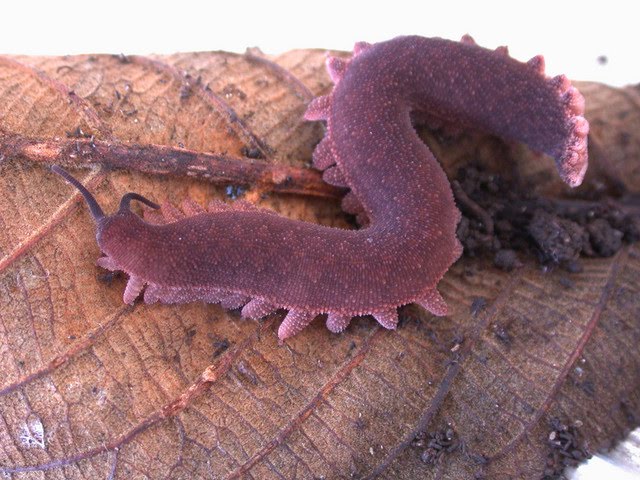 Real Monstrosities: In Your Face!: Squirters of the Animal Kingdom