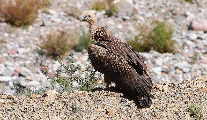 Real Monstrosities: Old World Vultures