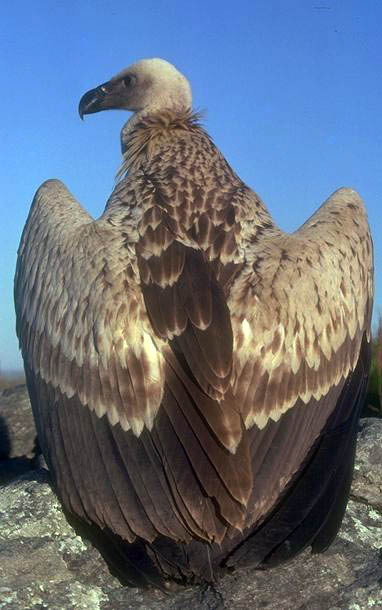 Real Monstrosities: Old World Vultures