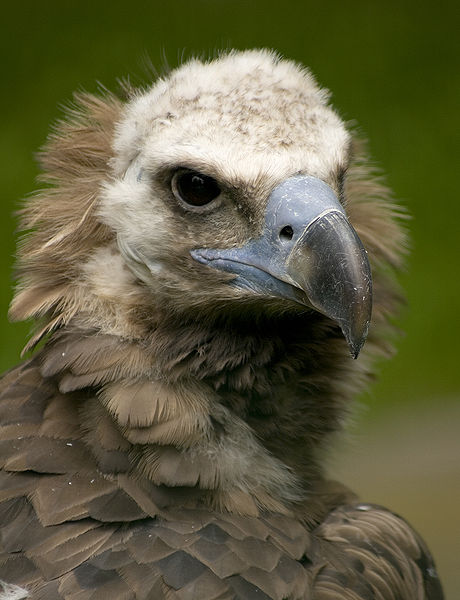 Real Monstrosities: Old World Vultures