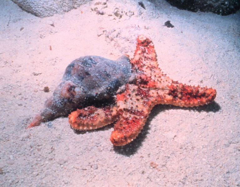 Real Monstrosities: Triton