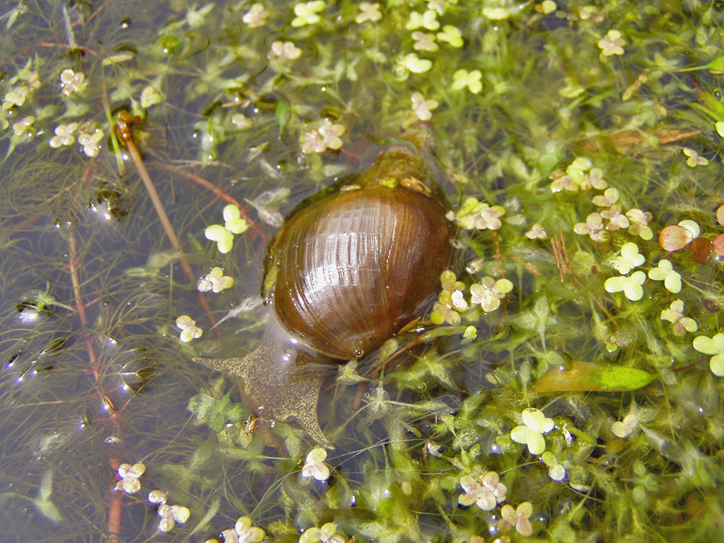 Real Monstrosities: Water Walkers