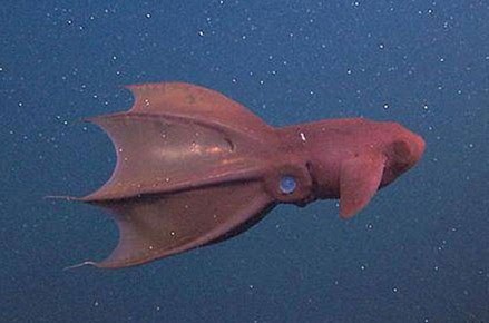 Real Monstrosities: Vampire Squid