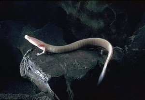 Real Monstrosities: Olm