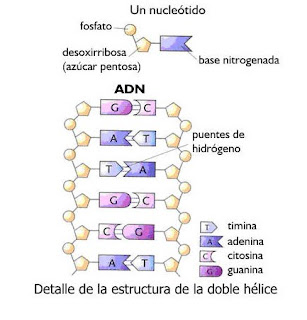 Proyecto integrado 2º de Bachillerato: El ADN