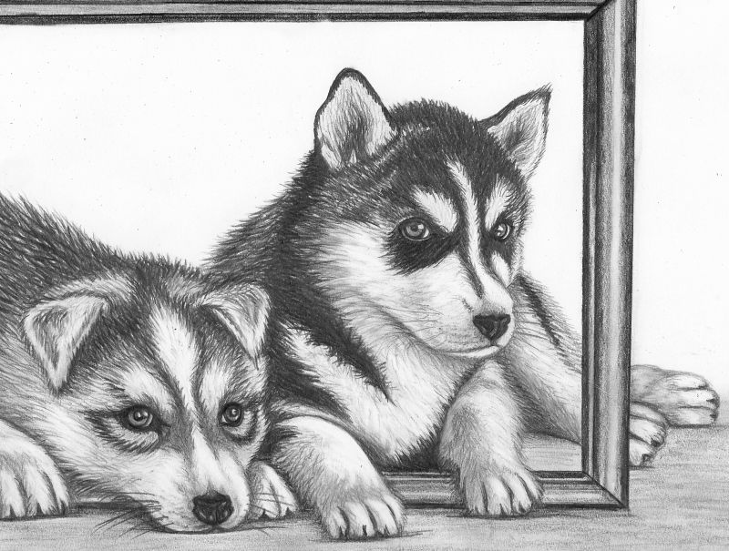 Rysunek by Titolec: Psy, koty, koteczki...