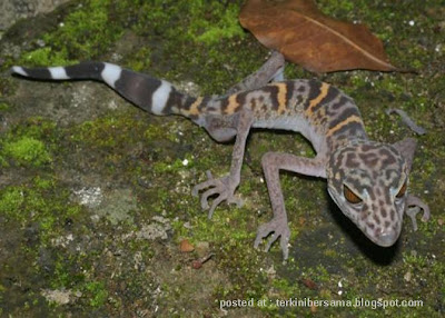 Terkini Bersama: Spesis terbaru cicak