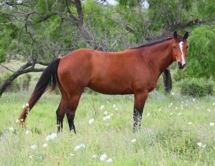 Tom Hince - Adventures with Birds & other stuff: TEXAS - KING RANCH