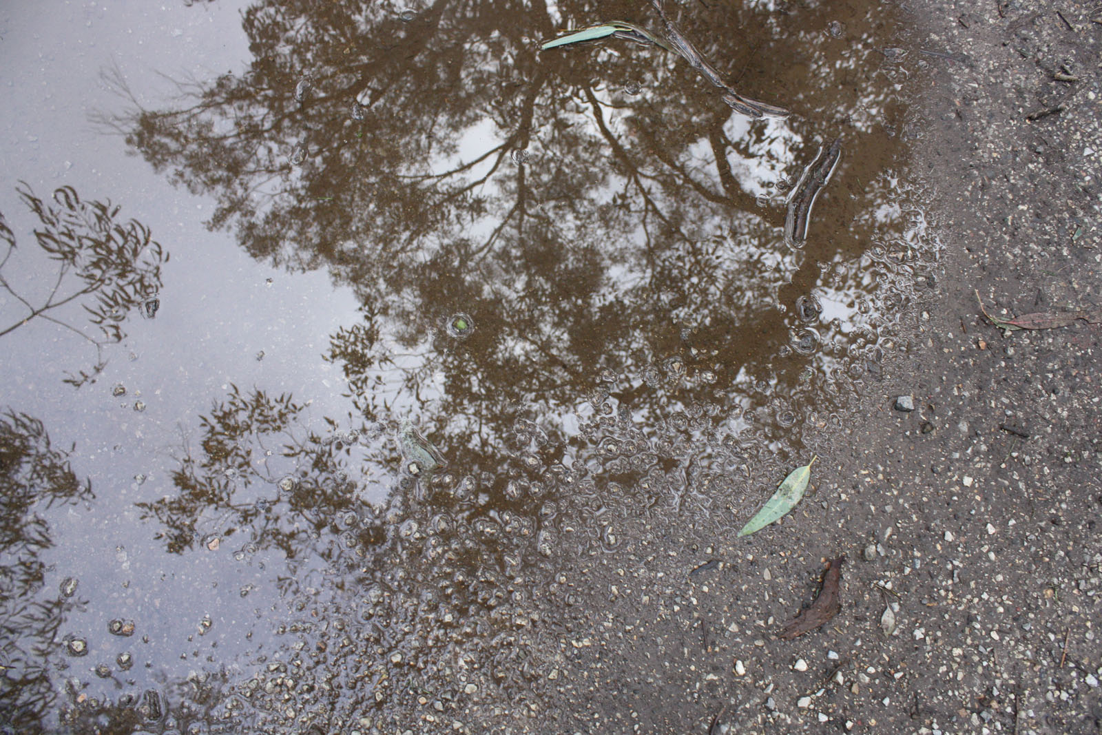 Allegra Photography: Puddle Reflections