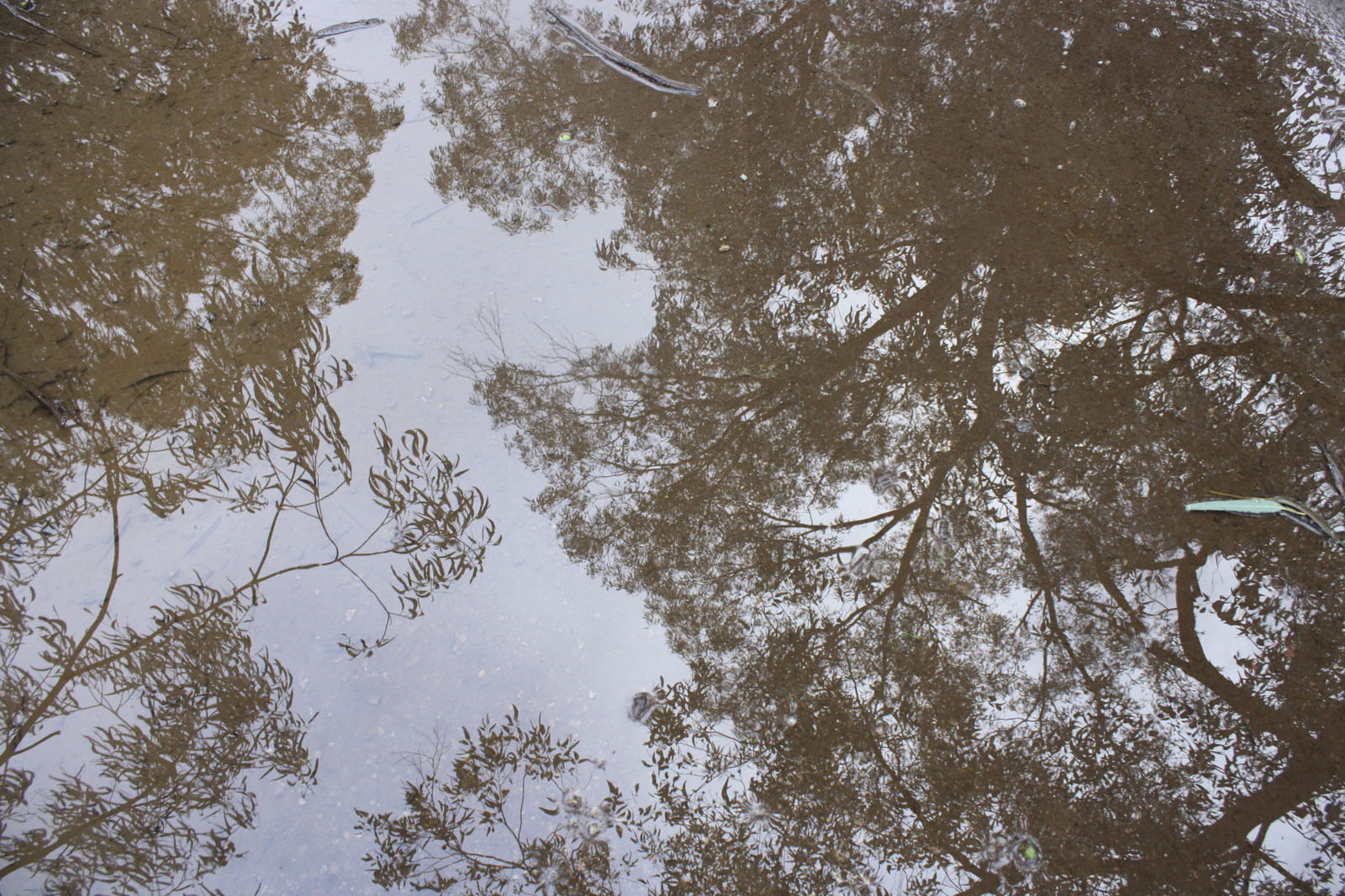 Allegra Photography: Puddle Reflections