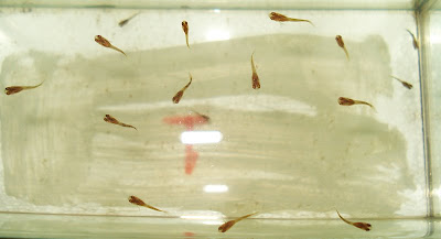 peixes ornamentais: alevinos de lebiste