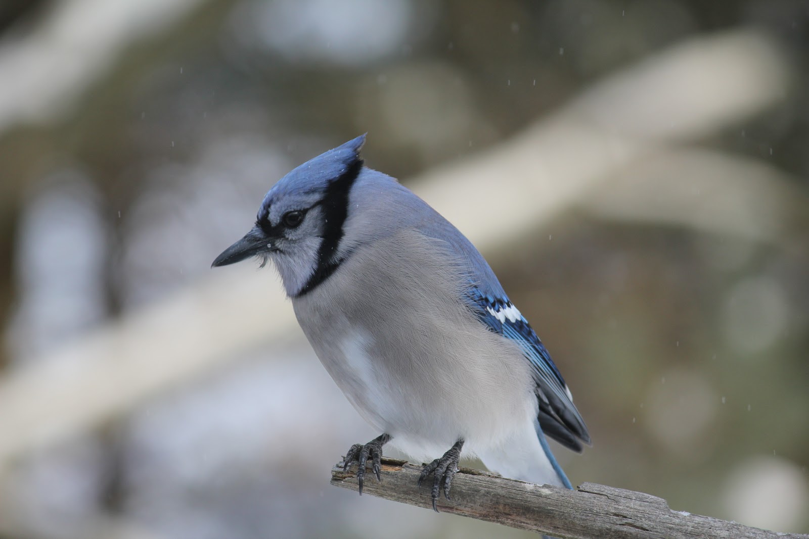 Protection Farm Journal: Blue Jay