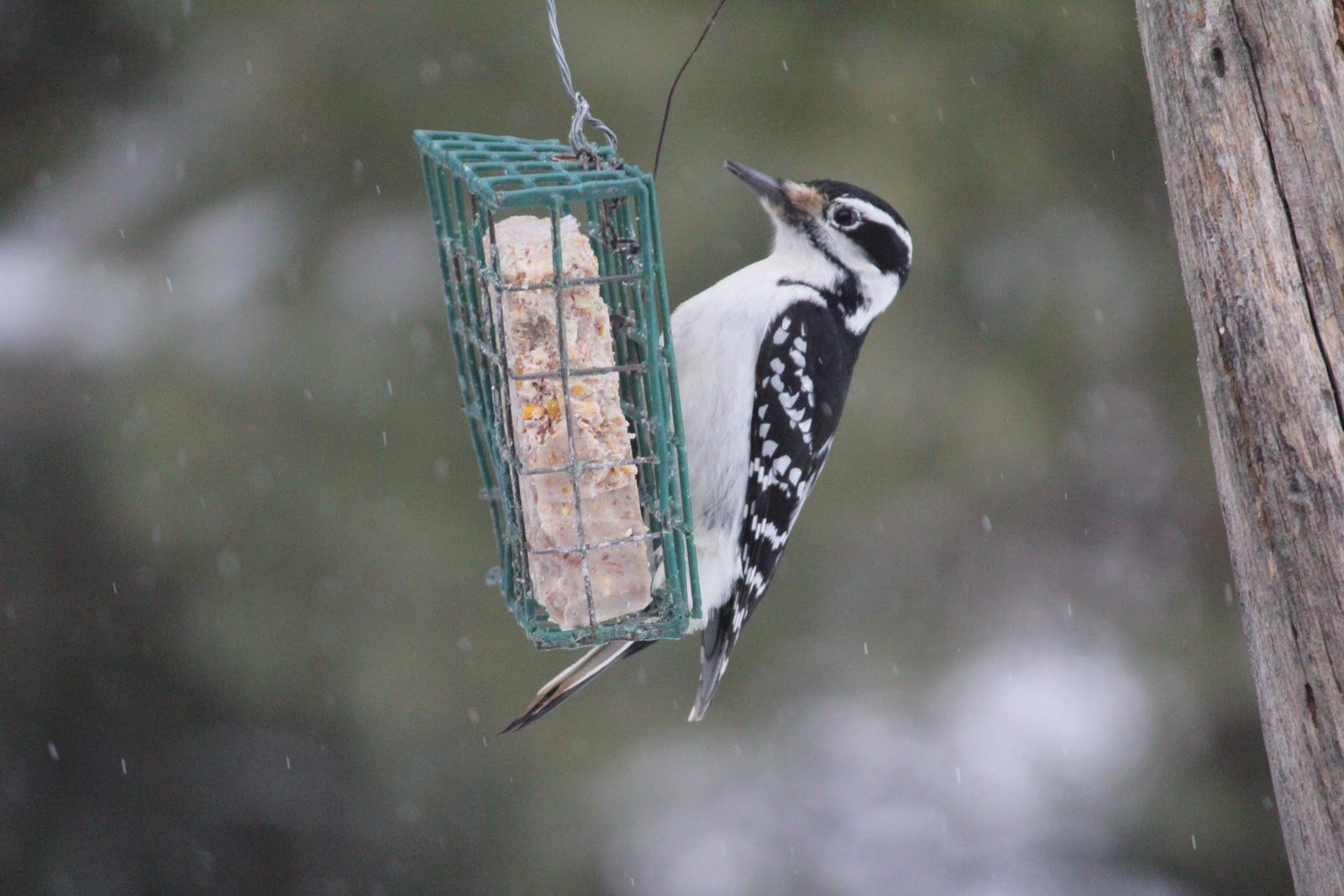 Protection Farm Journal: Winter Woodpeckers at Protection Farm
