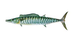 Fish of the Day: Wahoo