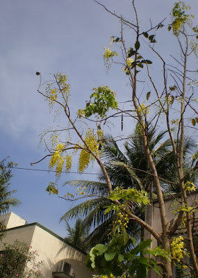 Niya's World: Konna poovu / Kanikkonna for Vishu