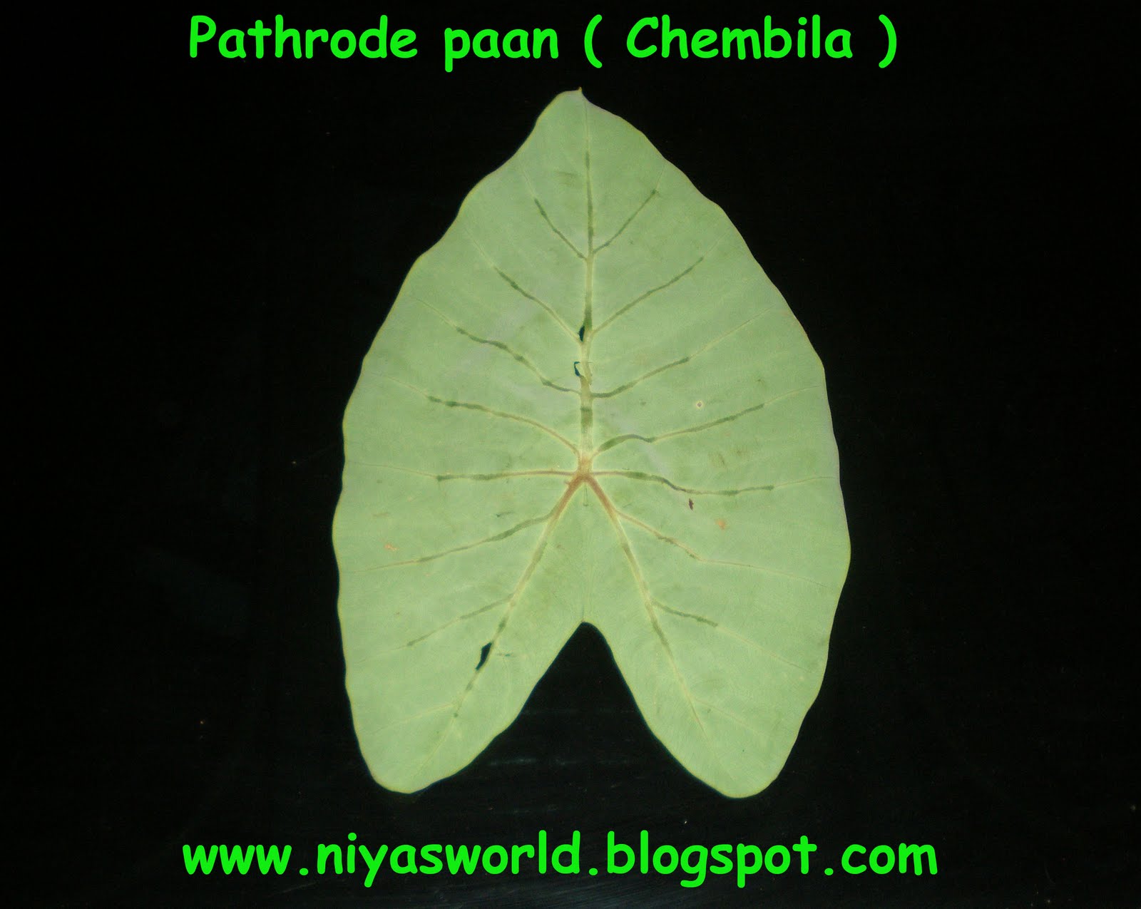 Niya's World: Pathrodo, Pathrodo Bajjile & Pathrodo Upkari
