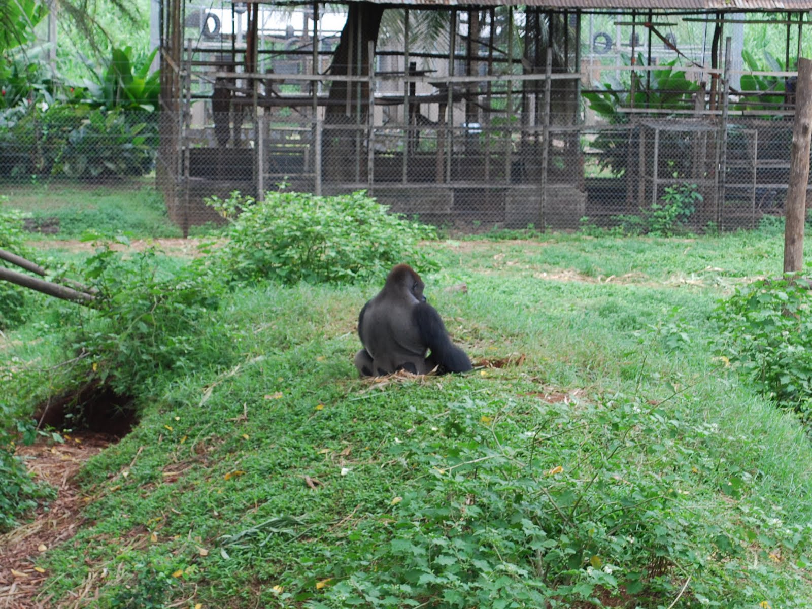 Pointe-Noire: Vacances Cameroun, Le zoo de Limbé