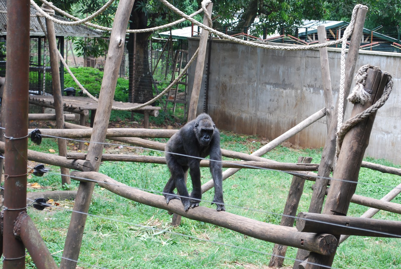 Pointe-Noire: Vacances Cameroun, Le zoo de Limbé