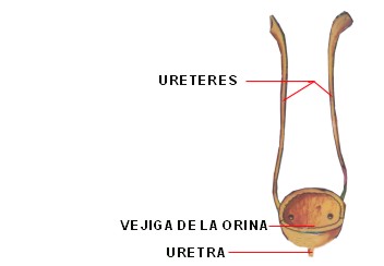 SISTEMA URINARIO: ORGANOS