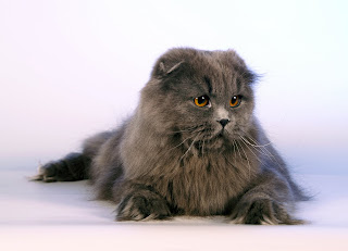 Welt der Scottish Fold & British Kurzhaar Katzen: Die Legende der ...