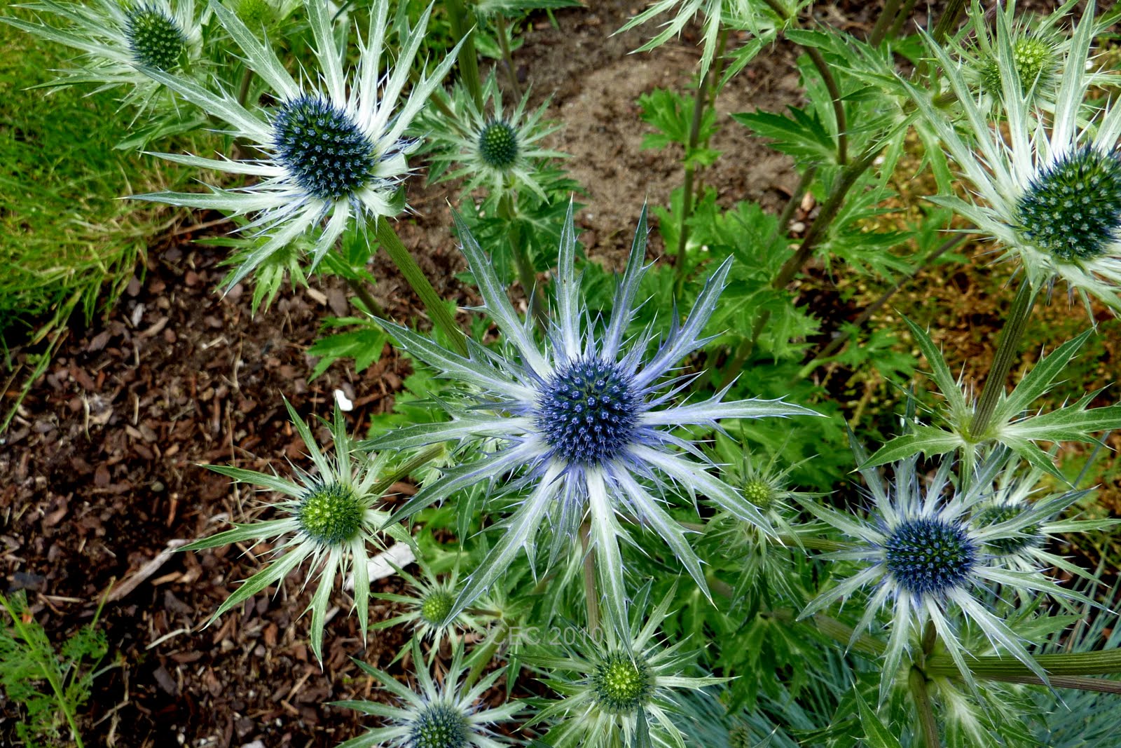 Gardener's Roost: June 2010