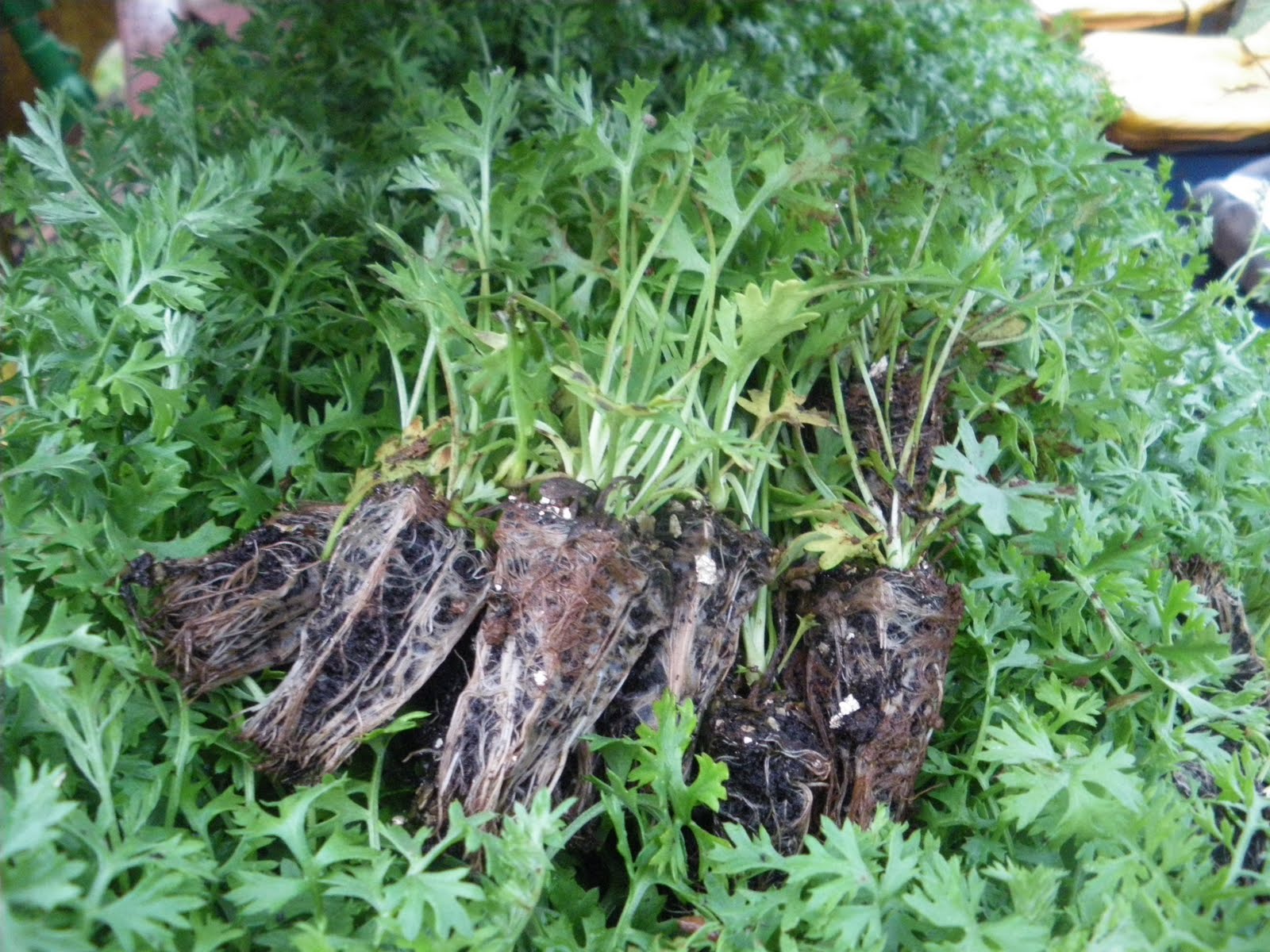 Working Wednesdays: Planting Pyrethrum - Don't Stop Living